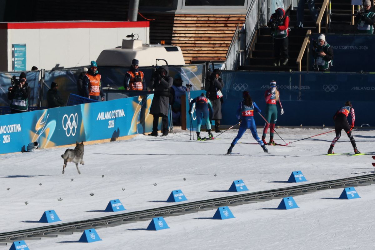 Winter Olympics 2026: Cross-country race disrupted by unlikely visitor ...