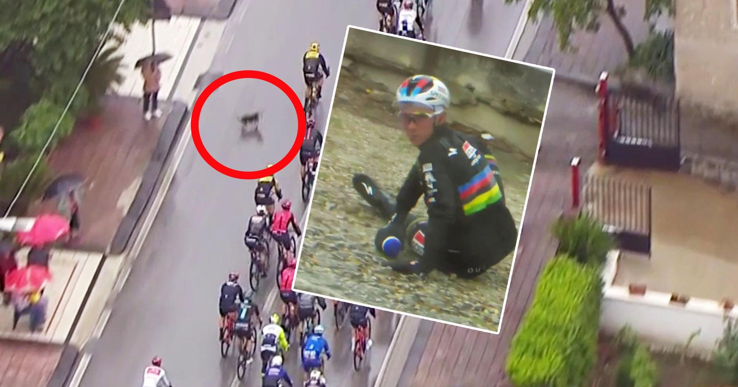 Remco Evenepoel crashes after dog runs into road in shocking moment at ...