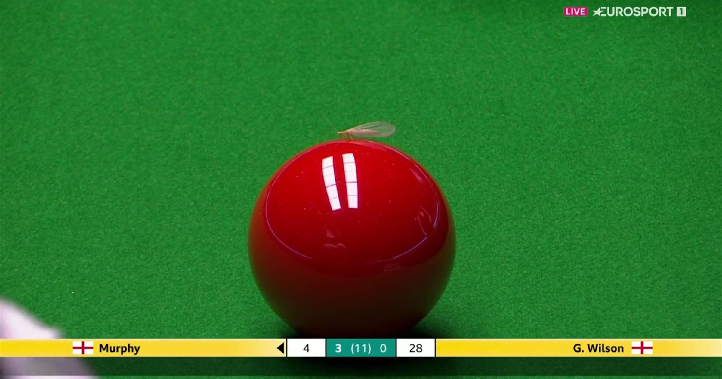 Fly interrupts first-round Masters match between Shaun Murphy and Gary ...