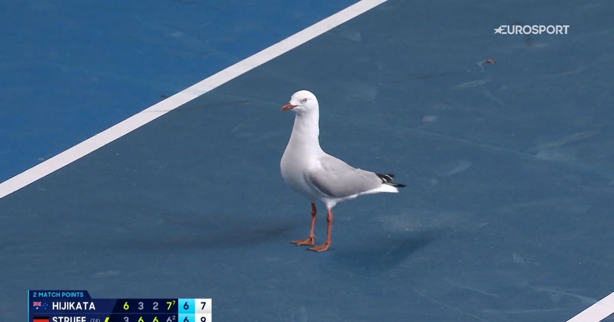 Australian Open: Seagull interrupts match point in final set tie-break ...