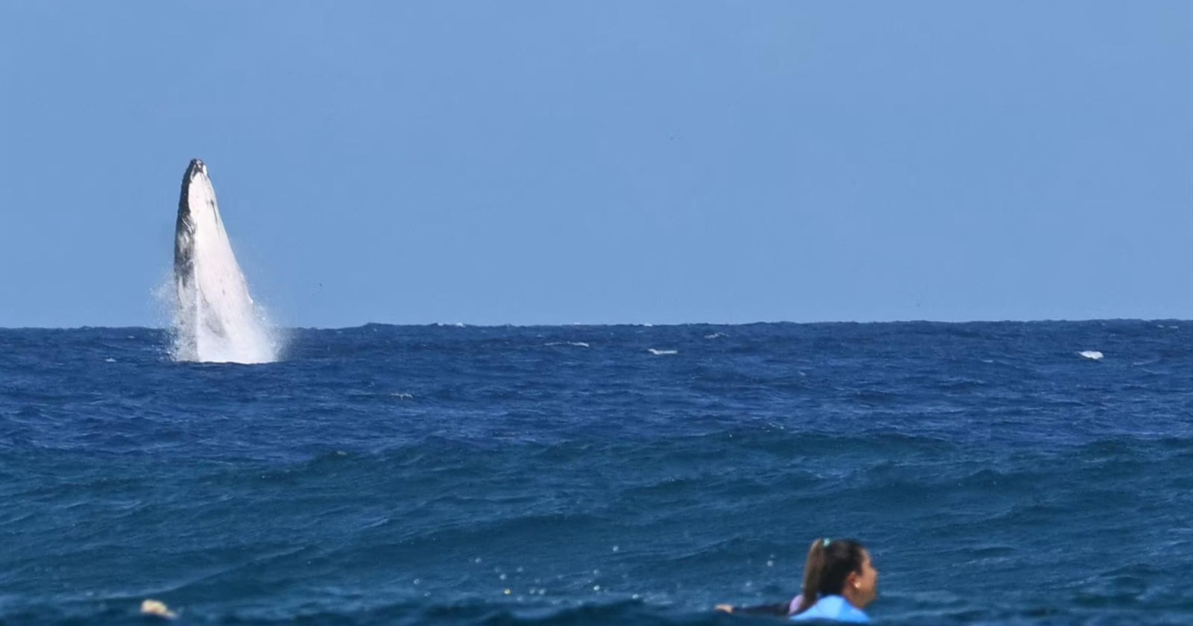 ‘That is a 10’ – Whale makes ‘incredible’ intervention at Olympic ...