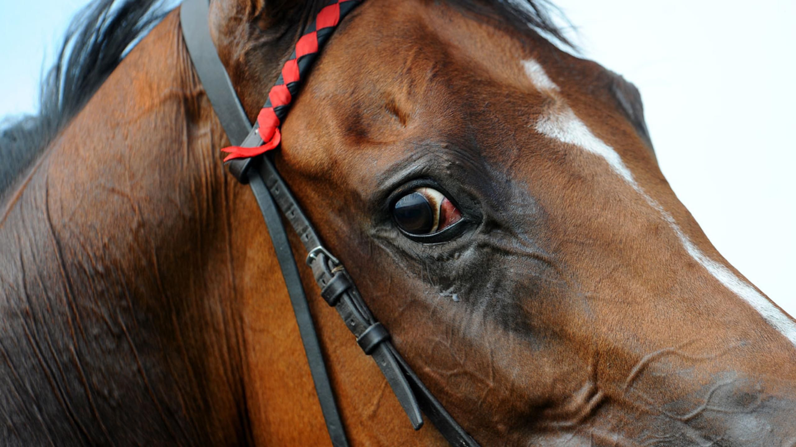 Racing results - TNT Sports