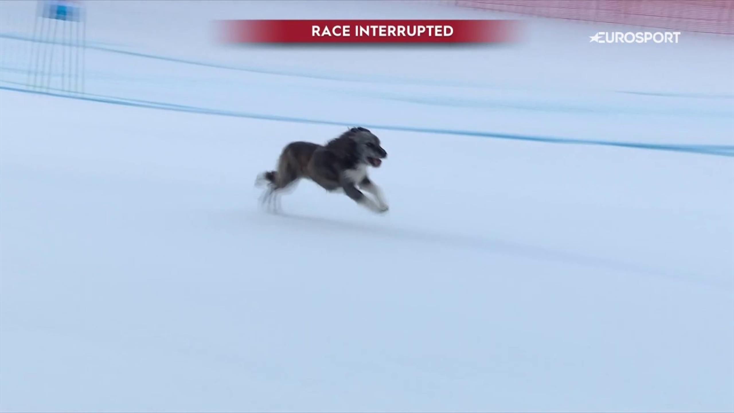 Runaway dog races down ski slope after evading marshals at World Cup ...