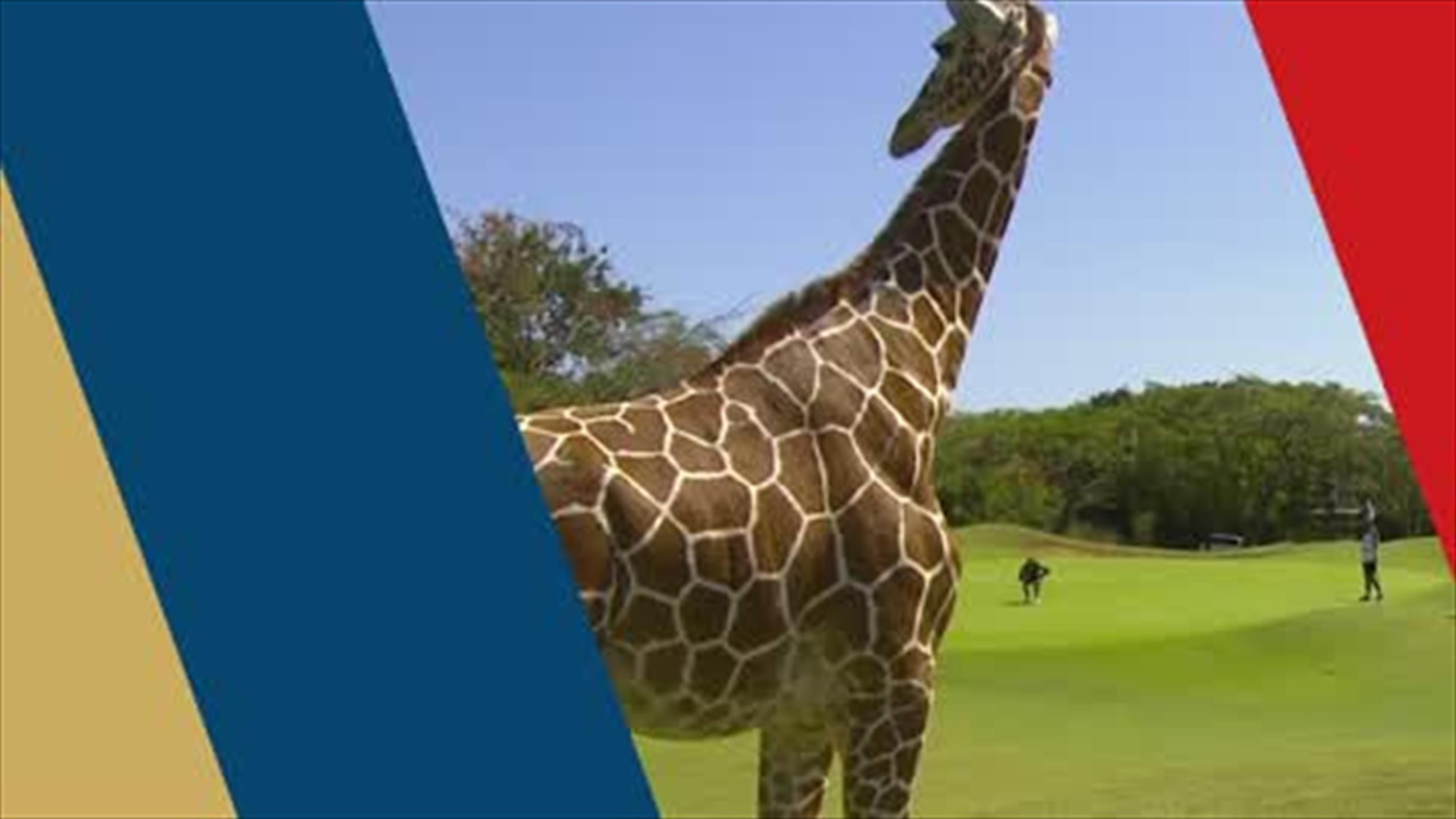 Giraffes take a keen interest in the putting at the tenth hole of ...
