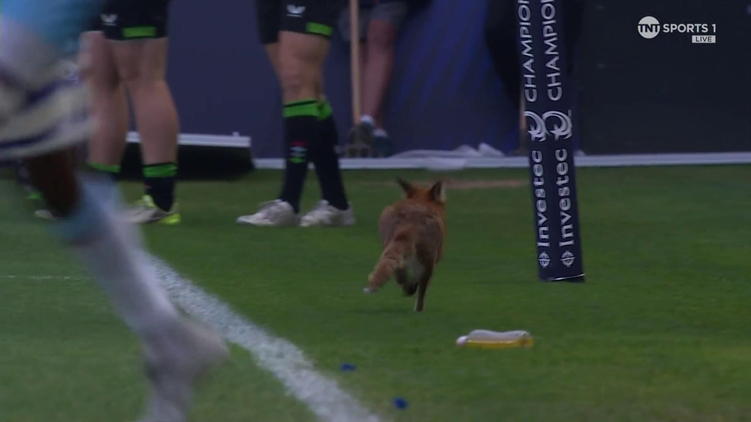 ‘There’s a fox!’ – Ugo Monye in shock as furry friend spotted at the ...