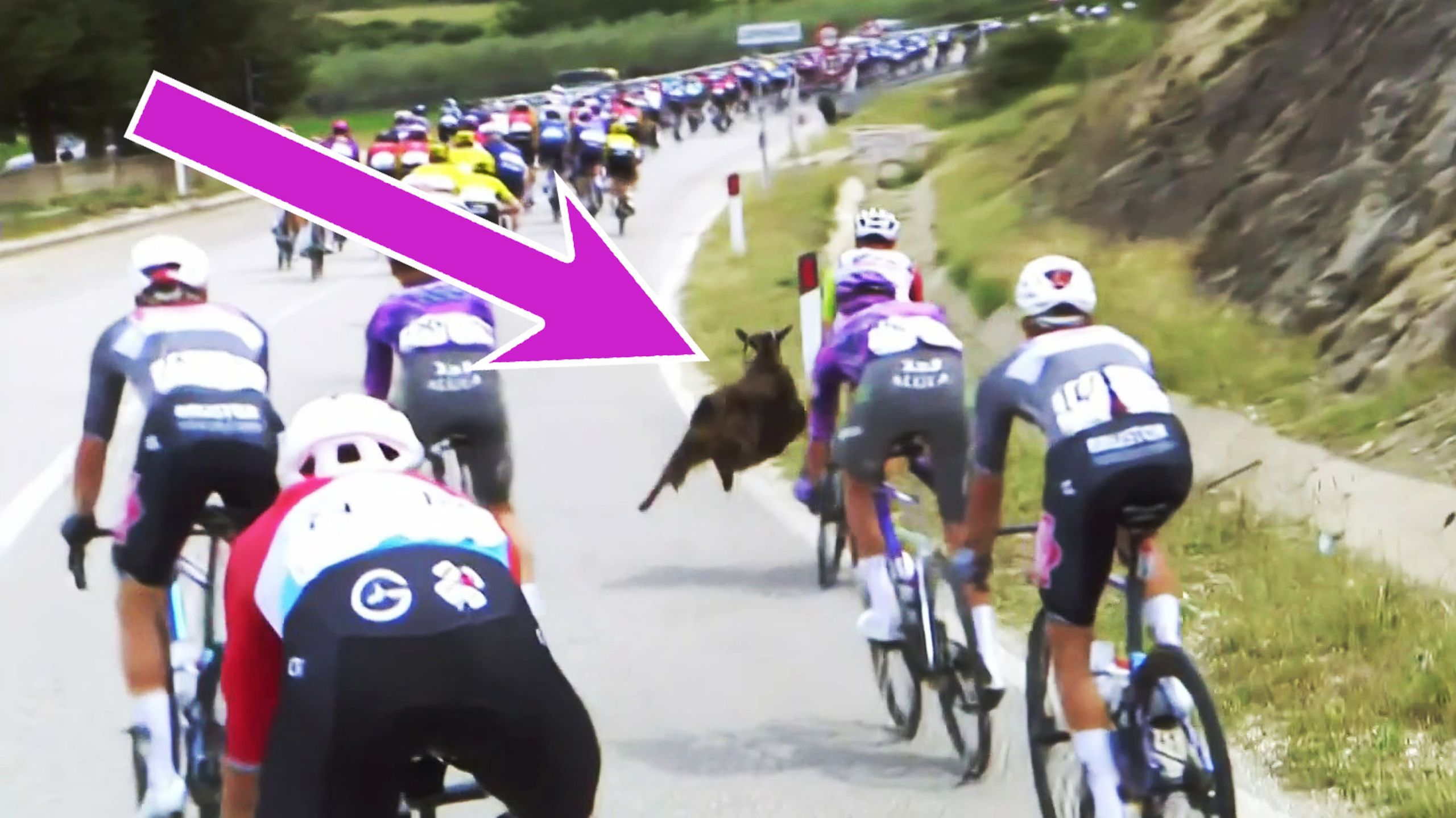 Giro d'Italia drama as goat breaks free and hurls itself at oncoming ...