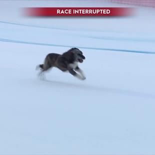 Runaway dog races down ski slope after evading marshals at World Cup ...