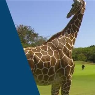 Giraffes take a keen interest in the putting at the tenth hole of ...