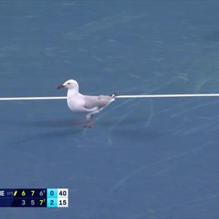 Bird stops play at Australian Open! Felix Auger-Aliassime v Dominic ...