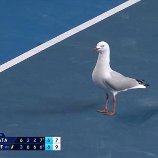 Australian Open: Seagull interrupts match point in final set tie-break ...