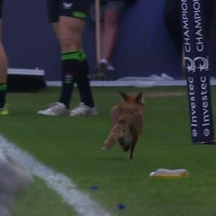 ‘There’s a fox!’ – Ugo Monye in shock as furry friend spotted at the ...