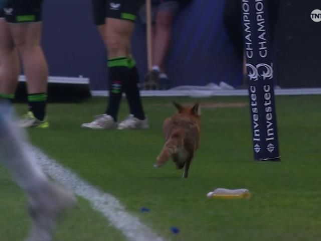 ‘There’s a fox!’ – Ugo Monye in shock as furry friend spotted at the ...